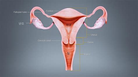 명의를 찾아서 난소암 사망선고 아니다표적치료 늘면서 생존율 70