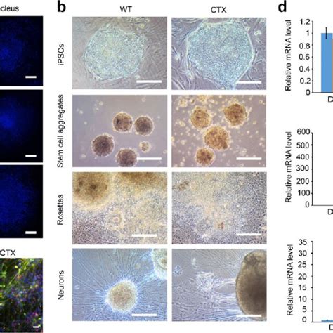 Ctx Ipsc Characterization And Cortical Pn Differentiation A