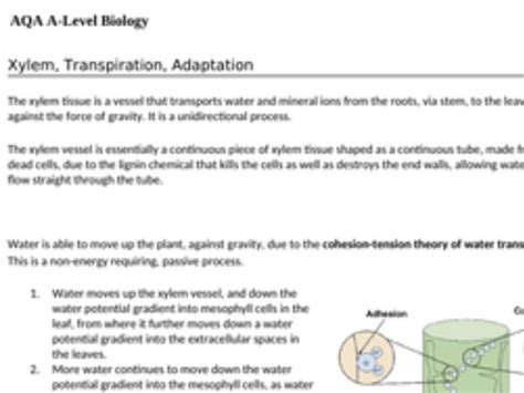 Aqa A Level Biology Xylem Transpiration Adaptation Notes Teaching