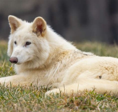 Dire Wolf Resurrected By Colossal Biosciences
