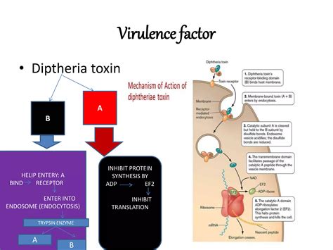 Corynebacterium Diptheriae Ppt