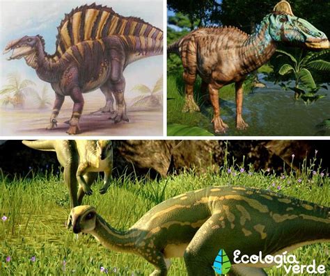 Dinosaurios HerbÍvoros Nombres Tipos Características E Imágenes