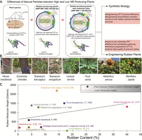 李云海团队发现了调控茎尖分生组织大小和器官大小的重要分子联系中国科学院遗传与发育生物学研究所