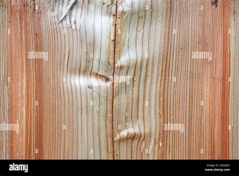 Longitudinal Section Of A Spruce Tree Trunk Showing Annual Rings In A Pattern Of Parallel Lines