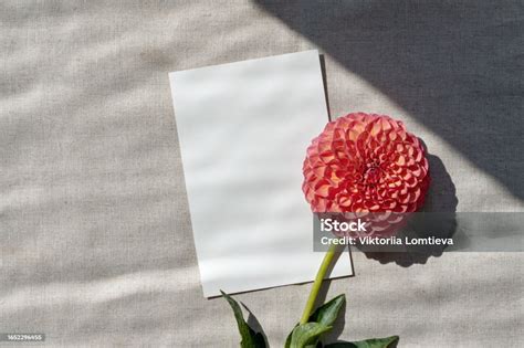 빈 종이 카드 모형과 달리아는 자연광의 그림자가 있는 중성적인 린넨 배경에 꽃을 피운다 최소한의 소박한 인사말 추수 감사절 엽서 또는 초대장 디자인 템플릿 0명에 대한 스톡