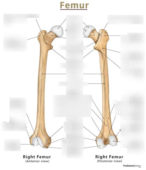 Femur Labeled Parts