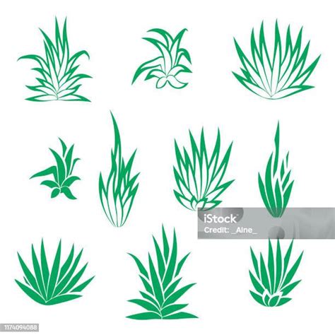 즙이 많은 식물의 집합 흰색 배경에 고립 된 꽃 벡터 그림입니다 0명에 대한 스톡 벡터 아트 및 기타 이미지 0명 가시 개체 그룹 Istock