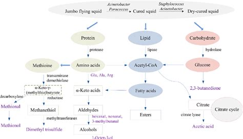 Predicted Metabolic Network For The Development Of Sensory Download Scientific Diagram