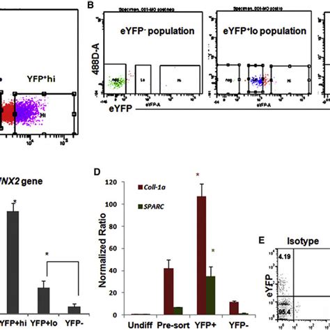 the role of os in osteogenic differentiation of runx2 yfp hescs