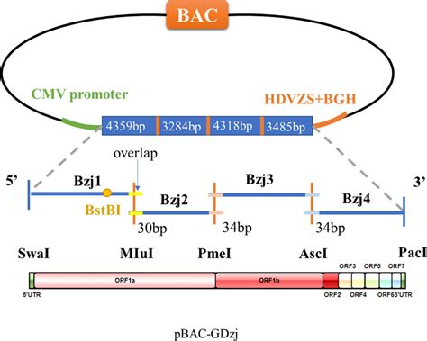 Pbac Gdzj Plasmid Construction Strategy The Fragment That Includes The