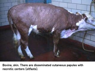 Lumpy Skin Disease Pptx