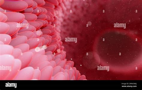 Cellule Epiteliali Intestinali Immagini E Fotografie Stock Ad Alta