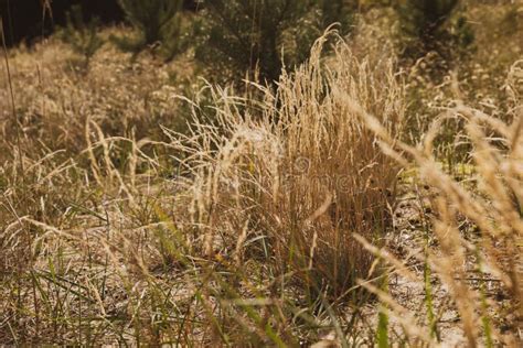 Beautiful Soft Focused Dry Grasses And Plants Stock Image Image Of