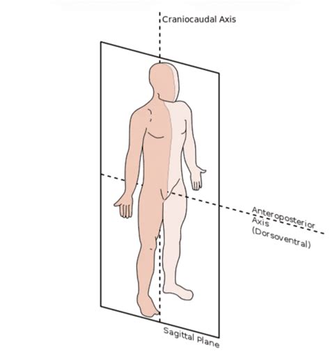 Sagittal Plane Definition Anatomy