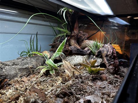 My Recently Finished Bioactive Setup R Leopardgeckos