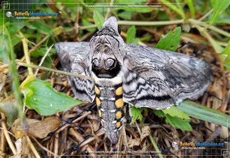 Five Spotted Hawk Moth