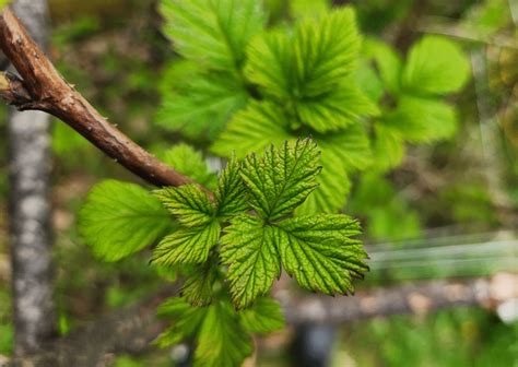 Pruning Raspberries Step By Step For Each Variety Dbs Farm Wilson