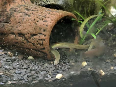 Kuhli Loach Care Tank Requirements Diet And Breeding