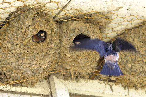 Swallow Nest Eat At Katie Jenkins Blog