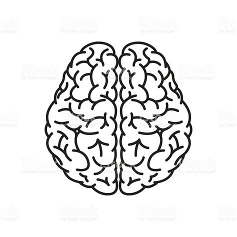Human Brain Outline Clipart Best
