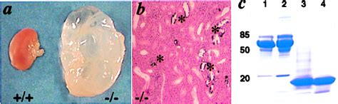 Uncompensated Polyuria In A Mouse Model Of Bartters Syndrome Pnas
