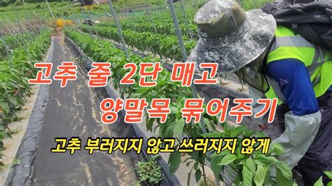 네이버 인플루언서