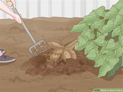 5 Ways To Grow Yams Wikihow