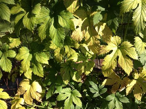 Yellowing Hop Leaves Homebrewing