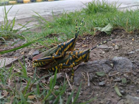 Grasshopper Mating Stock Image Image Of Grasshopper 96144155