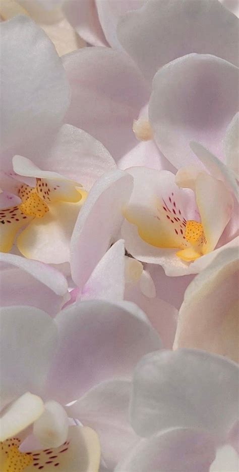 Understanding Ovulation Boost Your Cycle Health With Oemph