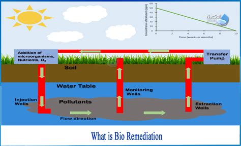 Bioremediation