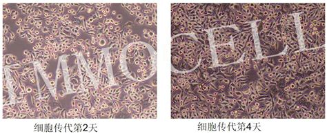 L929细胞 小鼠成纤维细胞l929 细胞资源库平台