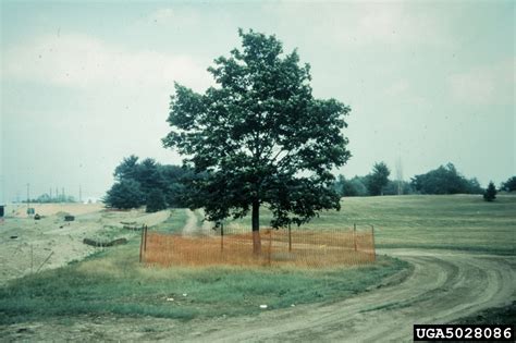 Earth And Space News Healthy Urban Tree Root Crown Balances Soil