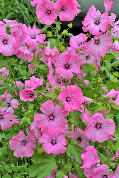 How To Grow Lavatera Tree Mallow