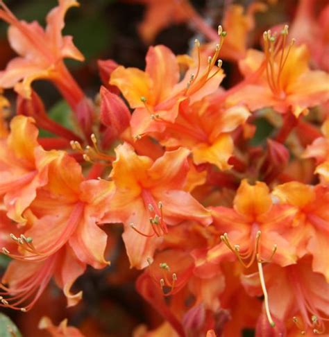 Urban Tree Canopy Study Trees Atlanta