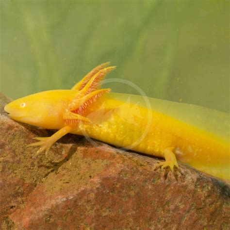 Axolotl Gold Albino Ambystoma Mexicanum Aquatics Unlimited