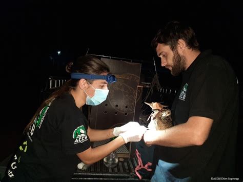 សត្វខ្សឹបញីមួយក្បាលបានទទួលការស្ដារនីតិសម្បទាដោយជោគជ័យ សុីសុីថាមស៍