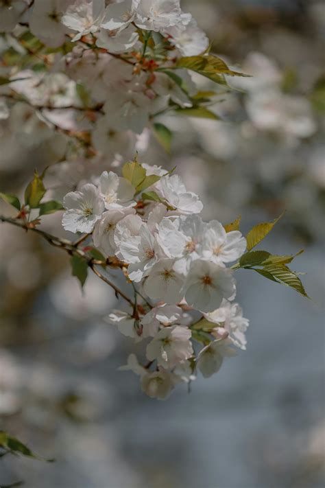 개화 계절 고요한 꽃 꽃무늬 꽃이 피는 꽃잎 나무 낭만적인 달력 매우 훌륭한 매크로 미묘한 벚꽃 봄 부드러운 색 분홍색 사쿠라 선 가든