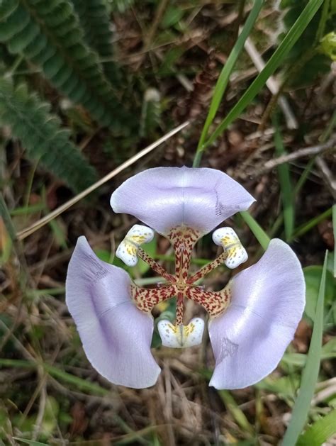 Cypella Unguiculata From Vila Assumpcao Pelotas Rs Brasil On November 5 2024 At 1117 Am By