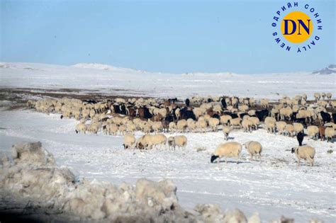 Долоон аймгийн 27 суманд төмөр буюу шилэн зудын нөхцөл бүрдээд байна Dnn Mn
