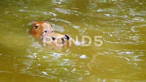 Capybara Swims On Sale Emergencydentistry Com