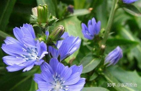 带你识别菊苣 知乎