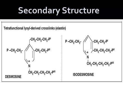 Elastin Powerpoint Pptx