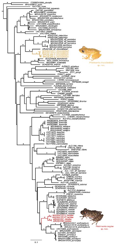 A Maximum Likelihood Tree LnL 27488 1214 Depicting Evolutionary Download Scientific