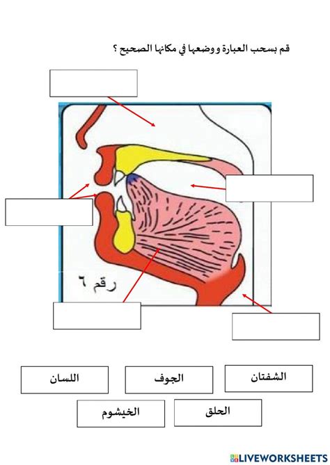 مخارج الحروف Online Exercise For Live Worksheets