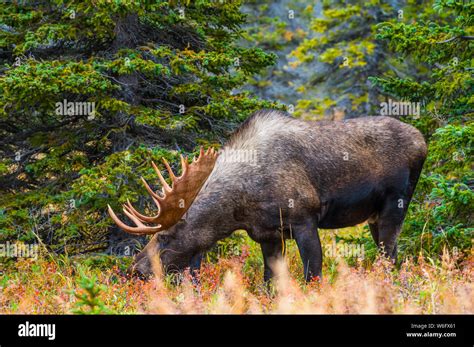 Large Bull Moose Alces Alces Standing In Brush Near Powerline Pass In