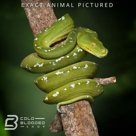 Male Sub Adult Aru Green Tree Python