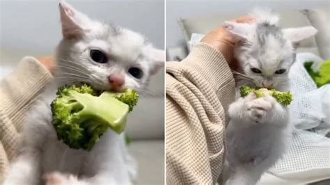 ¿es Seguro Que Los Gatos Coman Brócoli Mascotario
