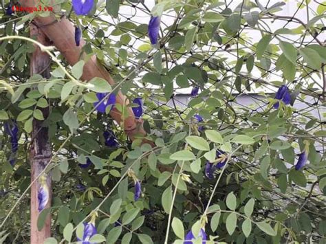 Những Tác Dụng Bất Ngờ Từ Hoa đậu Biếc Cách Uống Trà Tốt Sức Khỏe