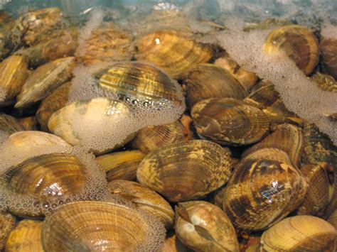 Cancer In Clams Spread By A Cell